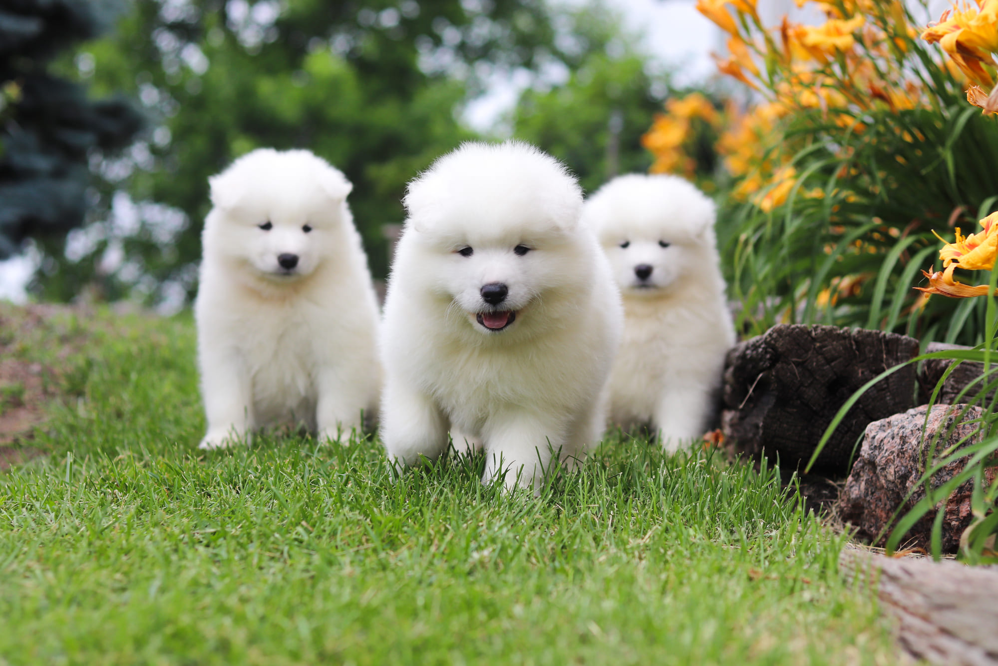 Find the Perfect Puppy For Your Family | My Pup Central