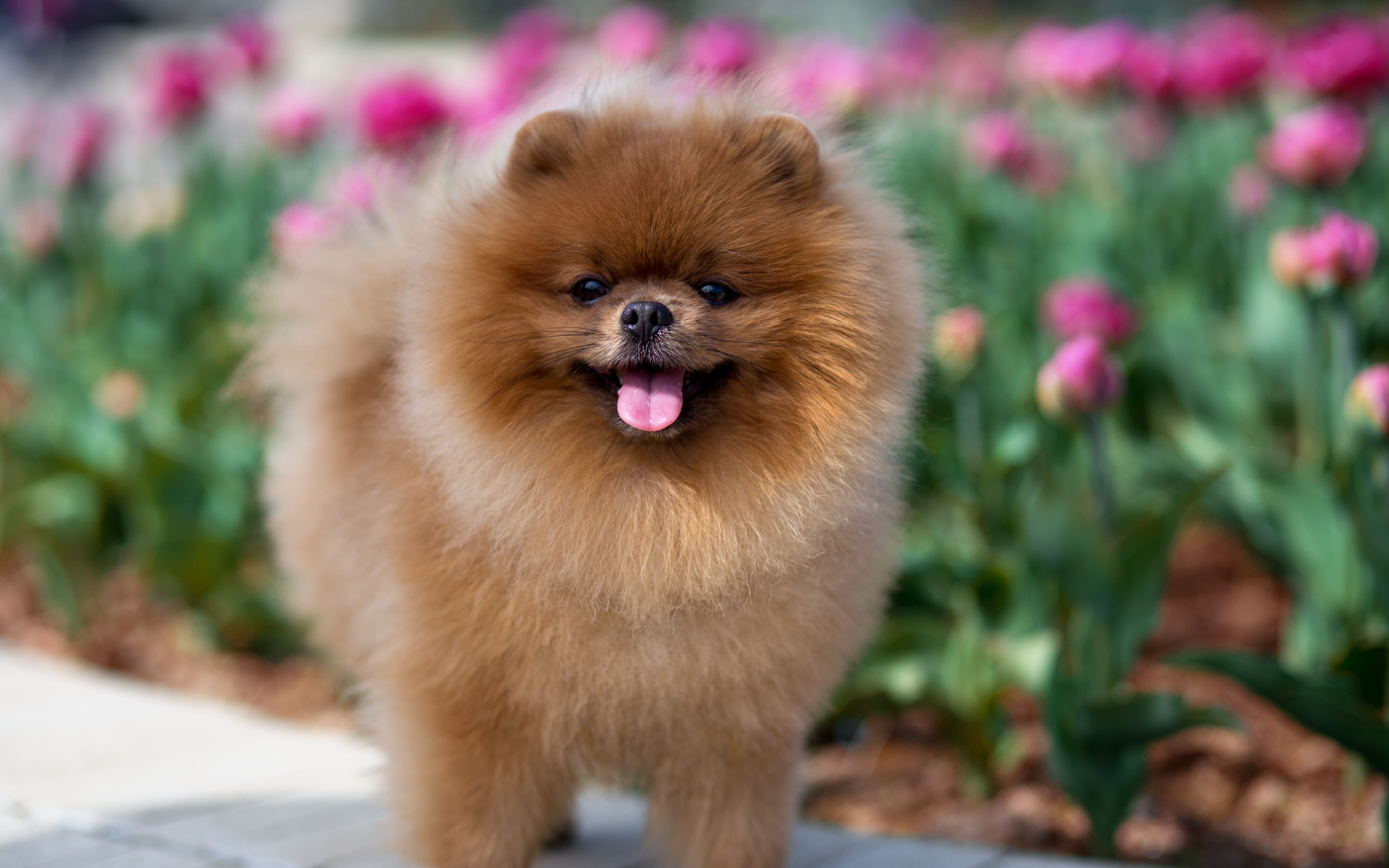 Find the Perfect Puppy For Your Family | My Pup Central