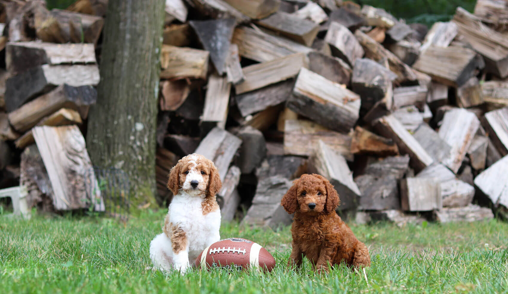 Find the Perfect Puppy For Your Family | My Pup Central